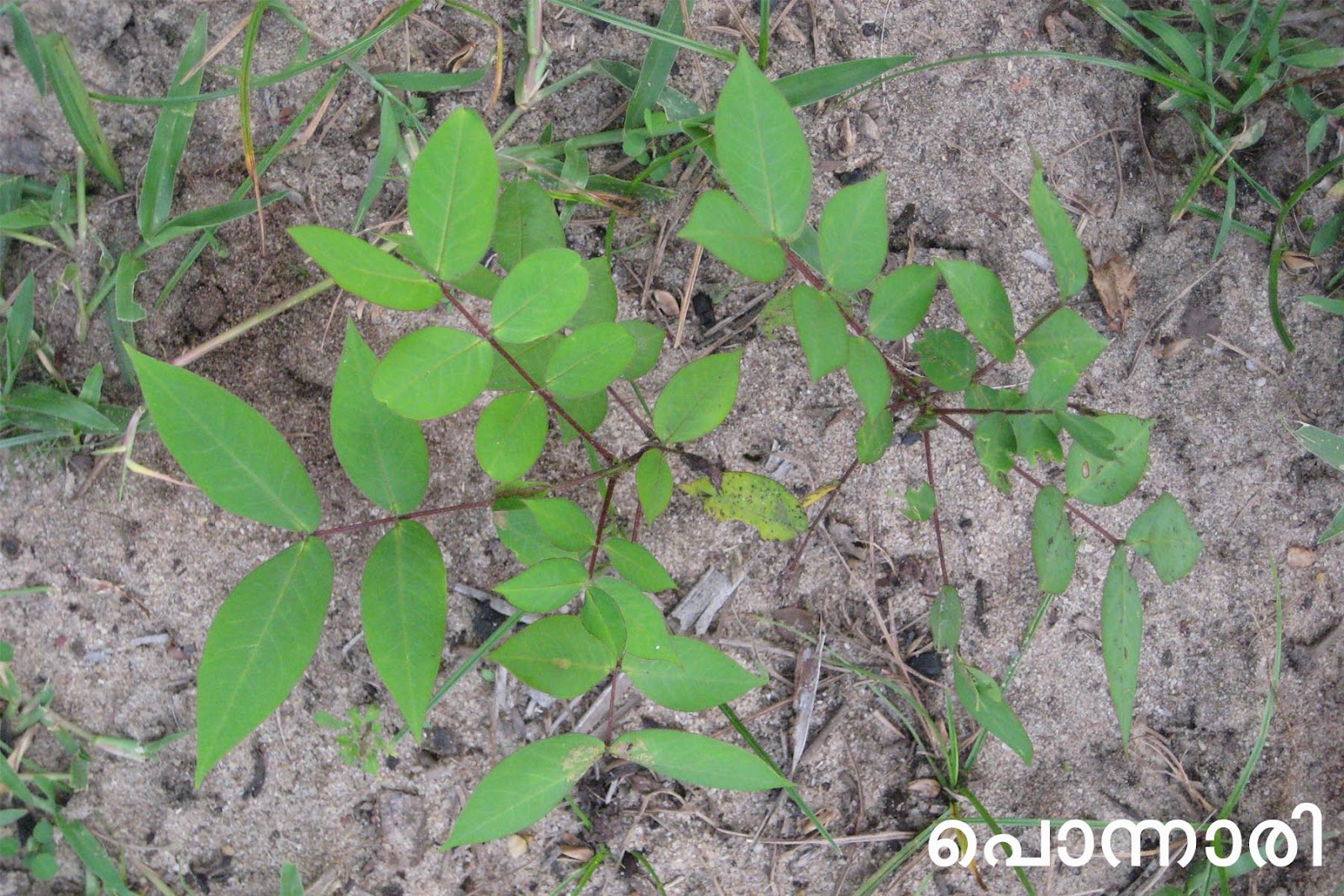 Ayurvedic Medicinal Plants in Kerala