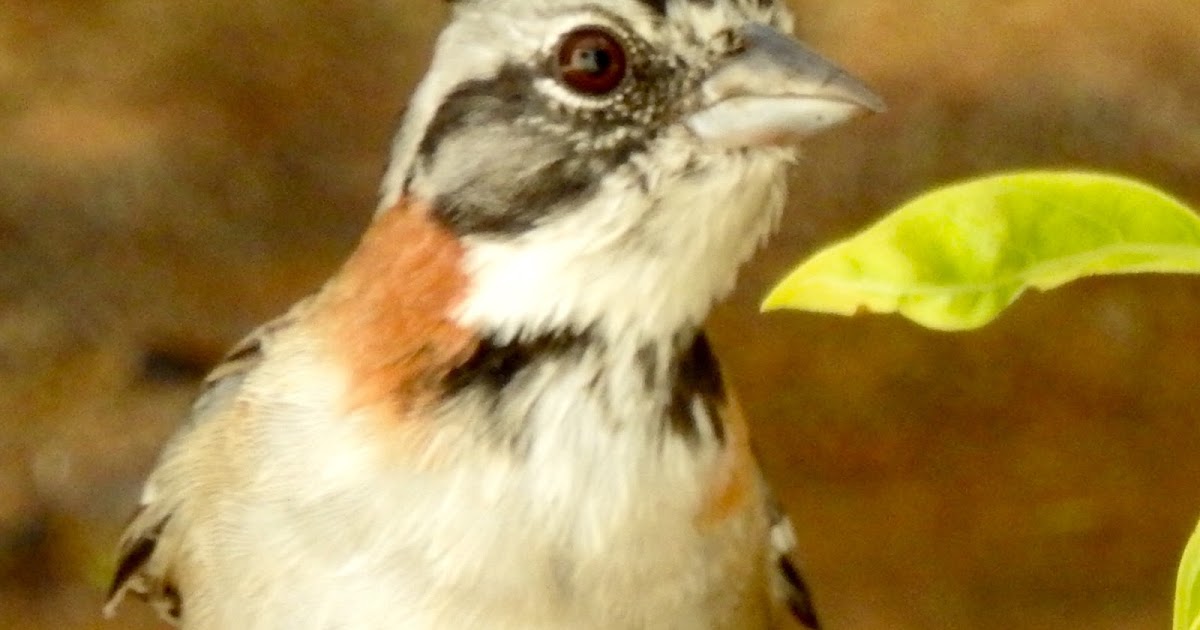 Hiking Curaçao - Flora and Fauna: Curaçao Footprint Foundation