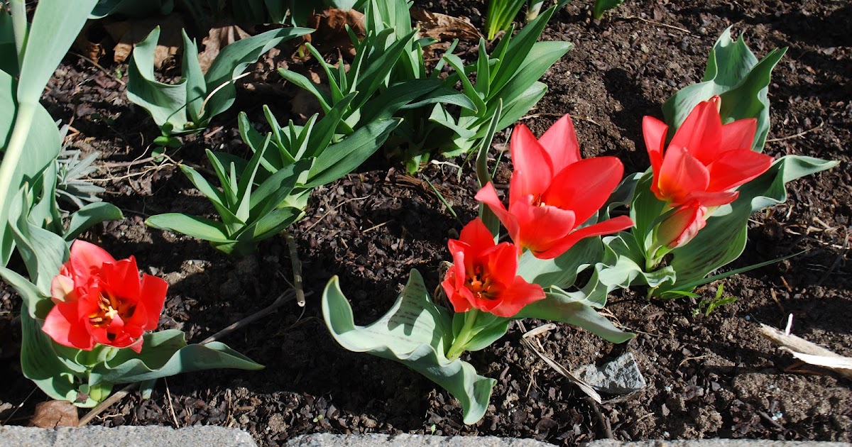 3 Jardins au Québec: Le printemps en photos