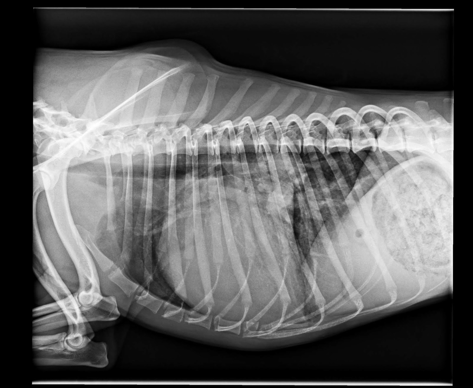 L’ INSUFFICIENZA MITRALICA NEL CANE - Clinica Veterinaria San Maurizio