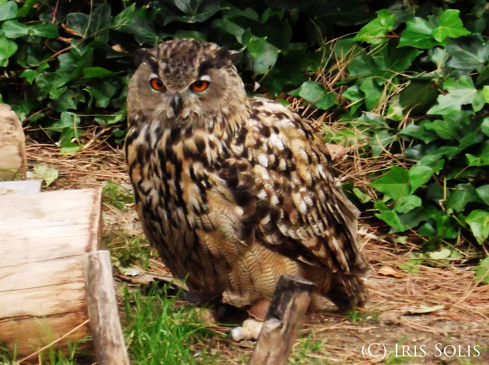 FaunaDex: Búho real