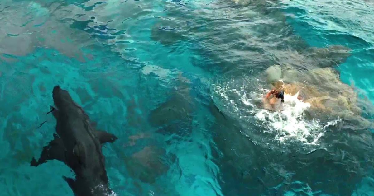 Here's how they create the shark in 'The Shallows' - Film Geek Guy