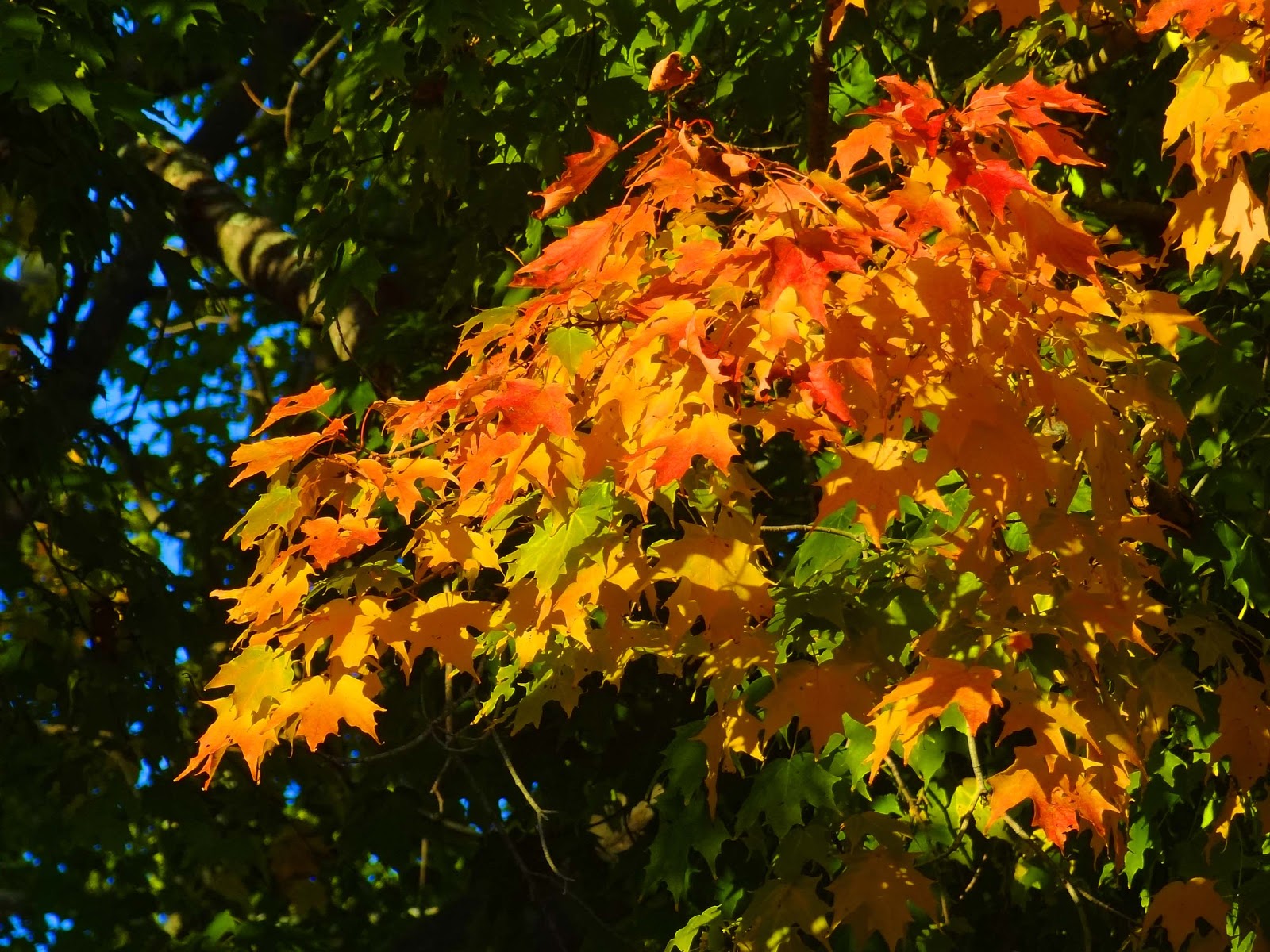 Joe's Retirement Blog: Middleborough Town Hall, Middleborough ...