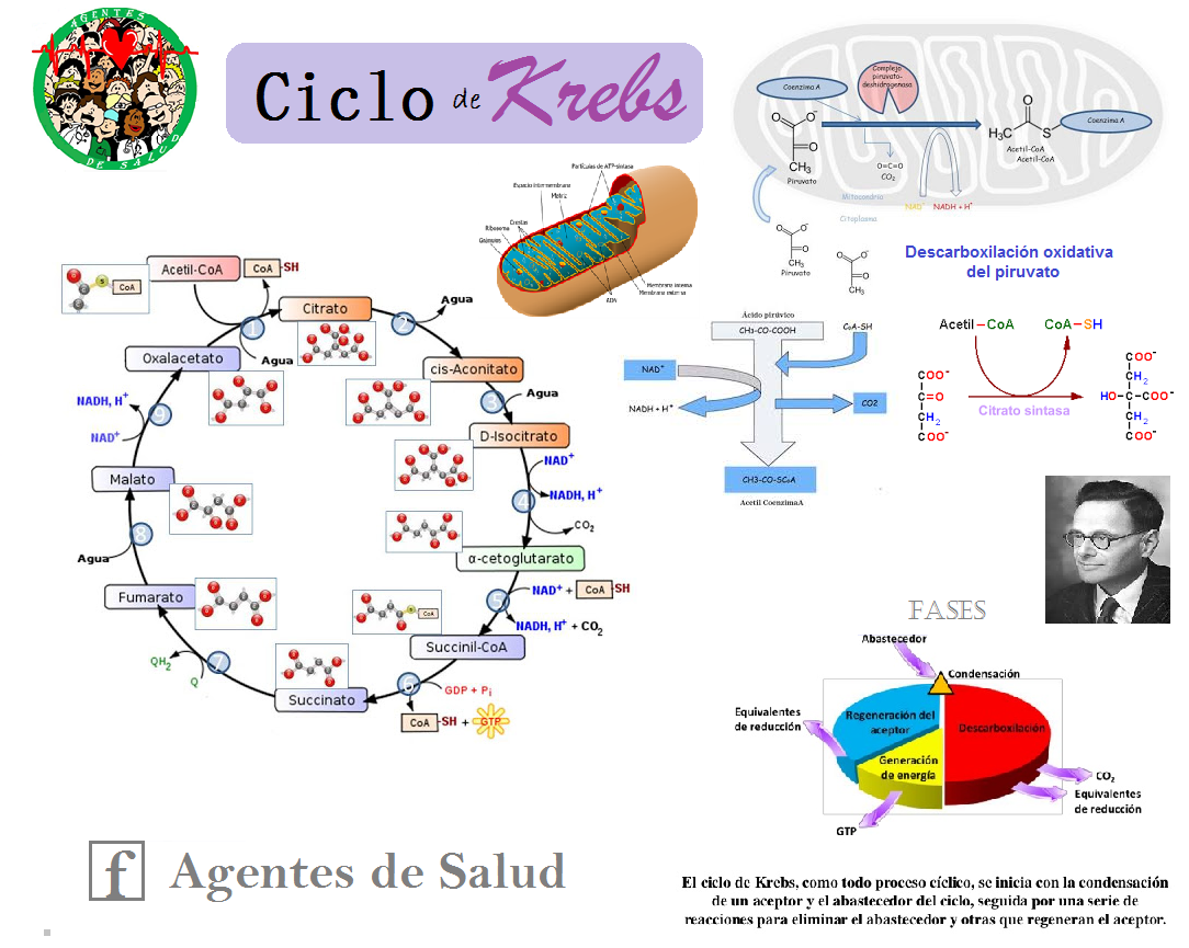 Agentes de Salud: El Ciclo de Krebs
