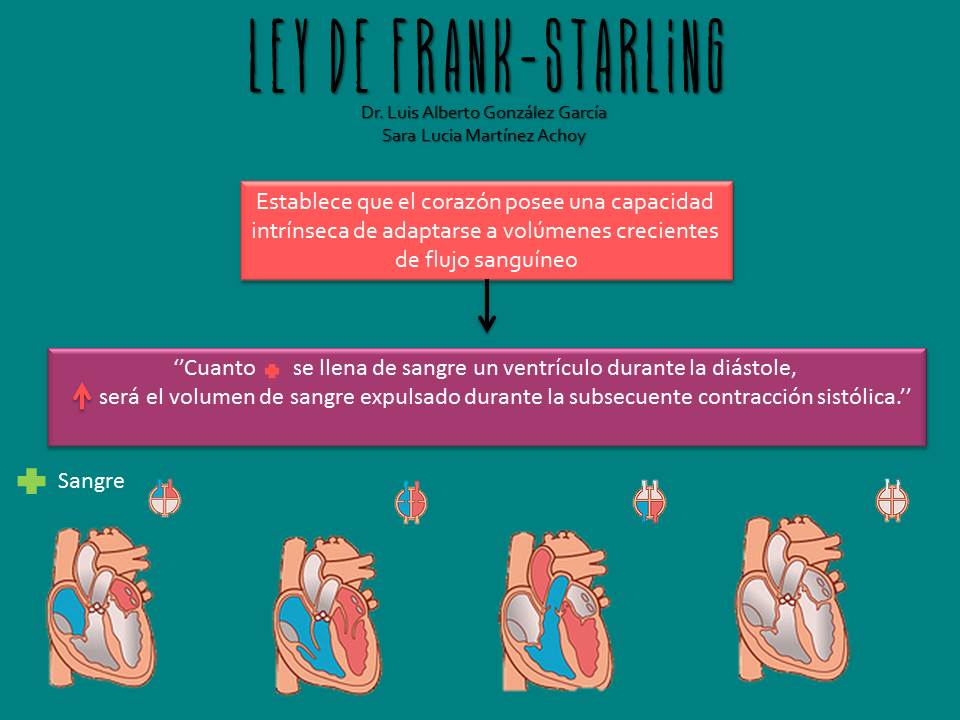 Ley de Frank-Starling | Portafolio de evidencias de la materia de ...