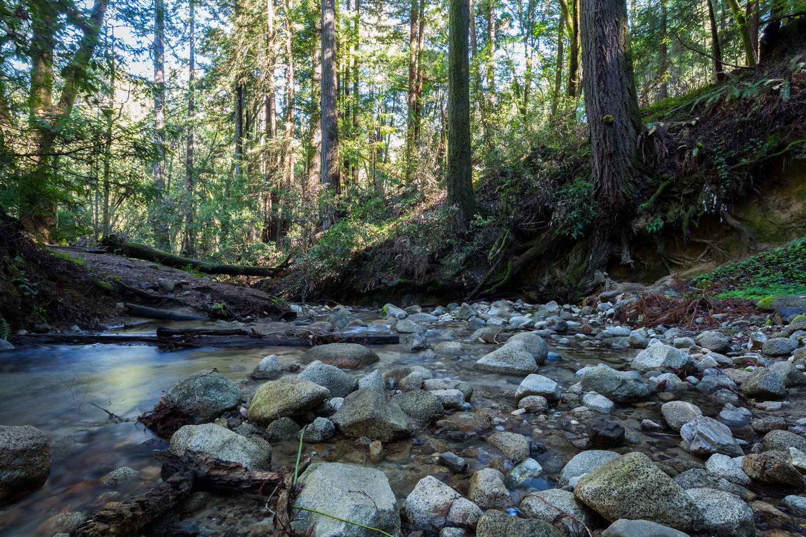 Naturetastic Blog: Fall Creek Unit - Henry Cowell Redwoods State Park, CA
