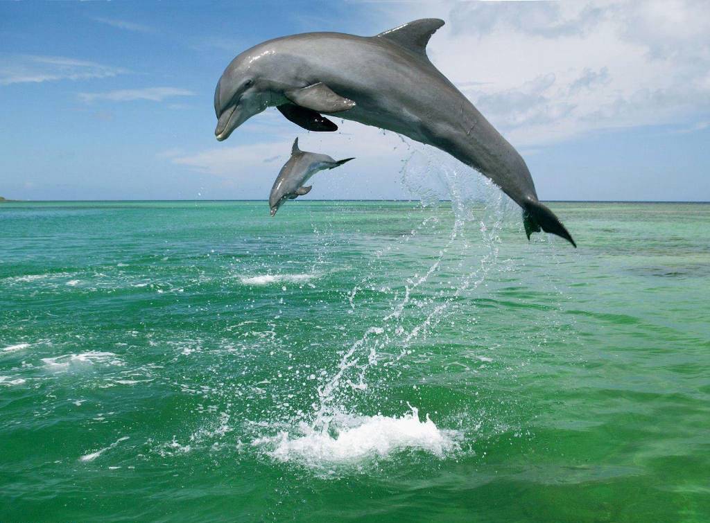 Beautiful Dolphin Wallpapers