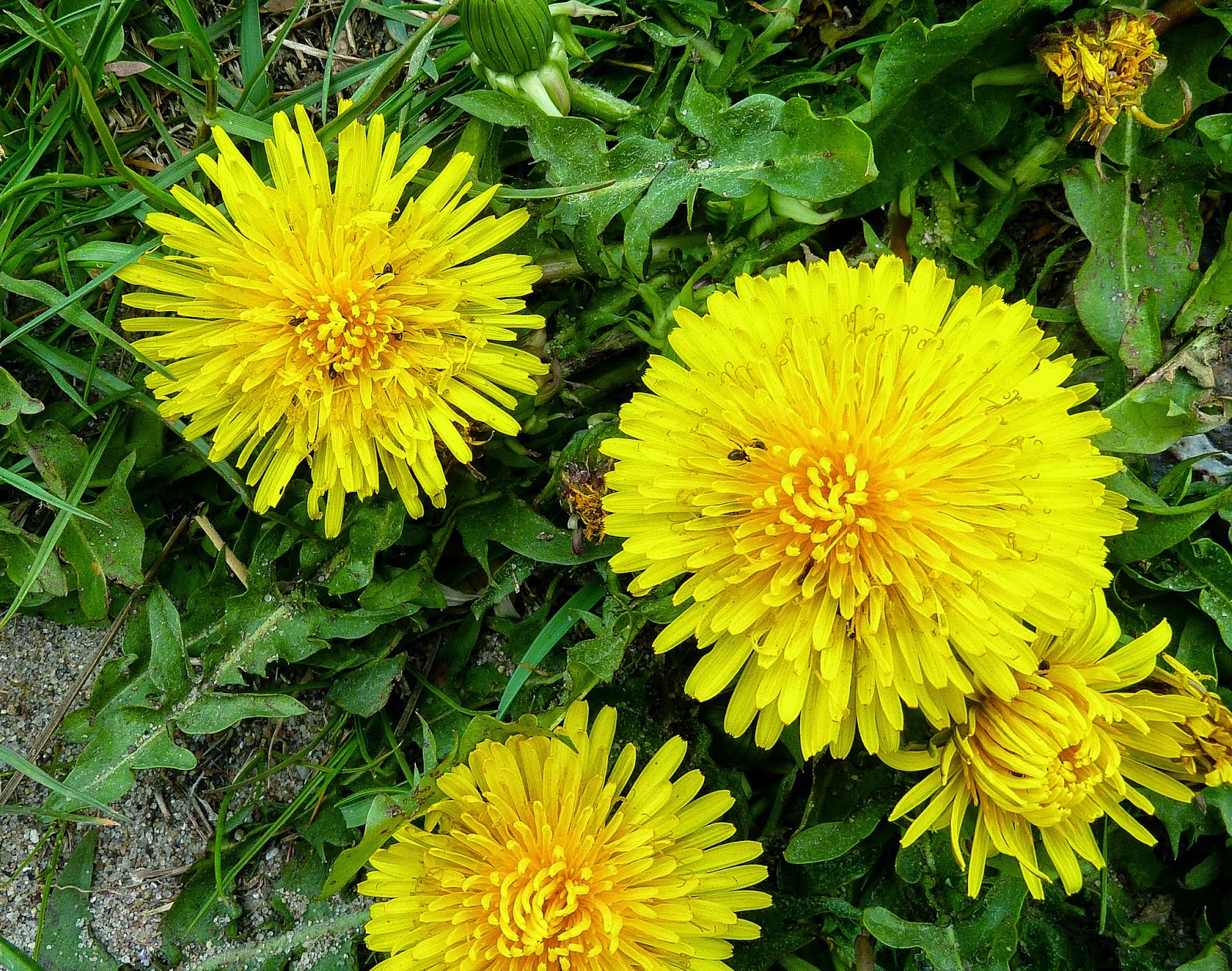 Common Dandelion (Taraxum officinale) ~ Travel Nature Art