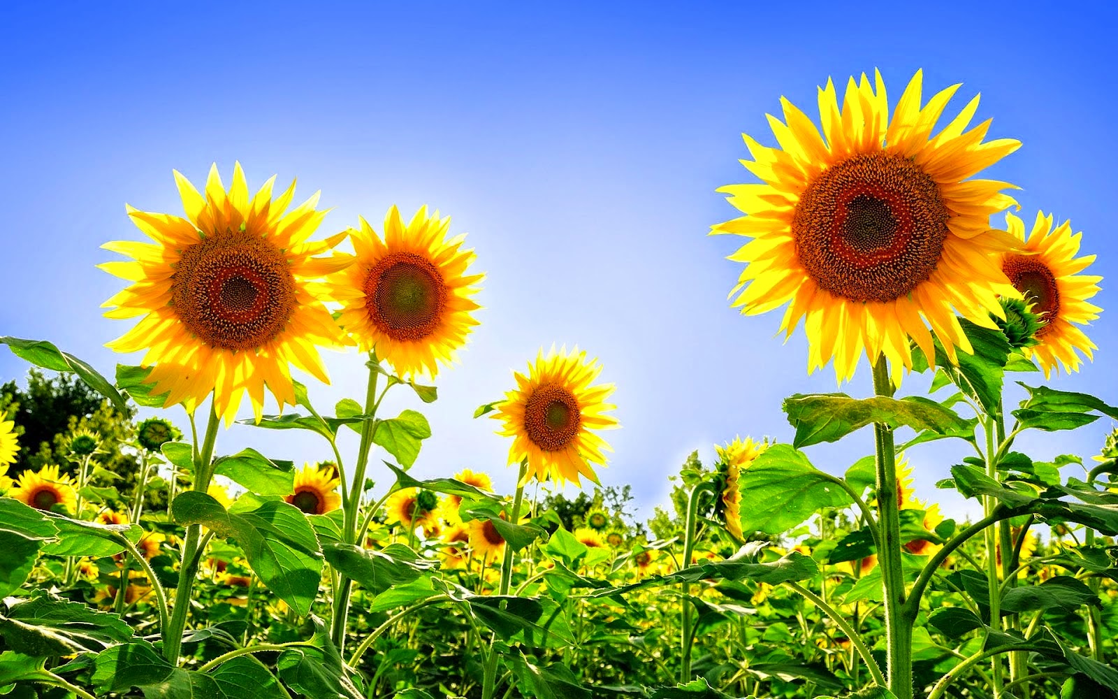 Gambar Wallpaper Bunga Matahari - Gudang Wallpaper