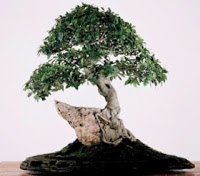 Natural: Bonsai Amplas atau Rempelas