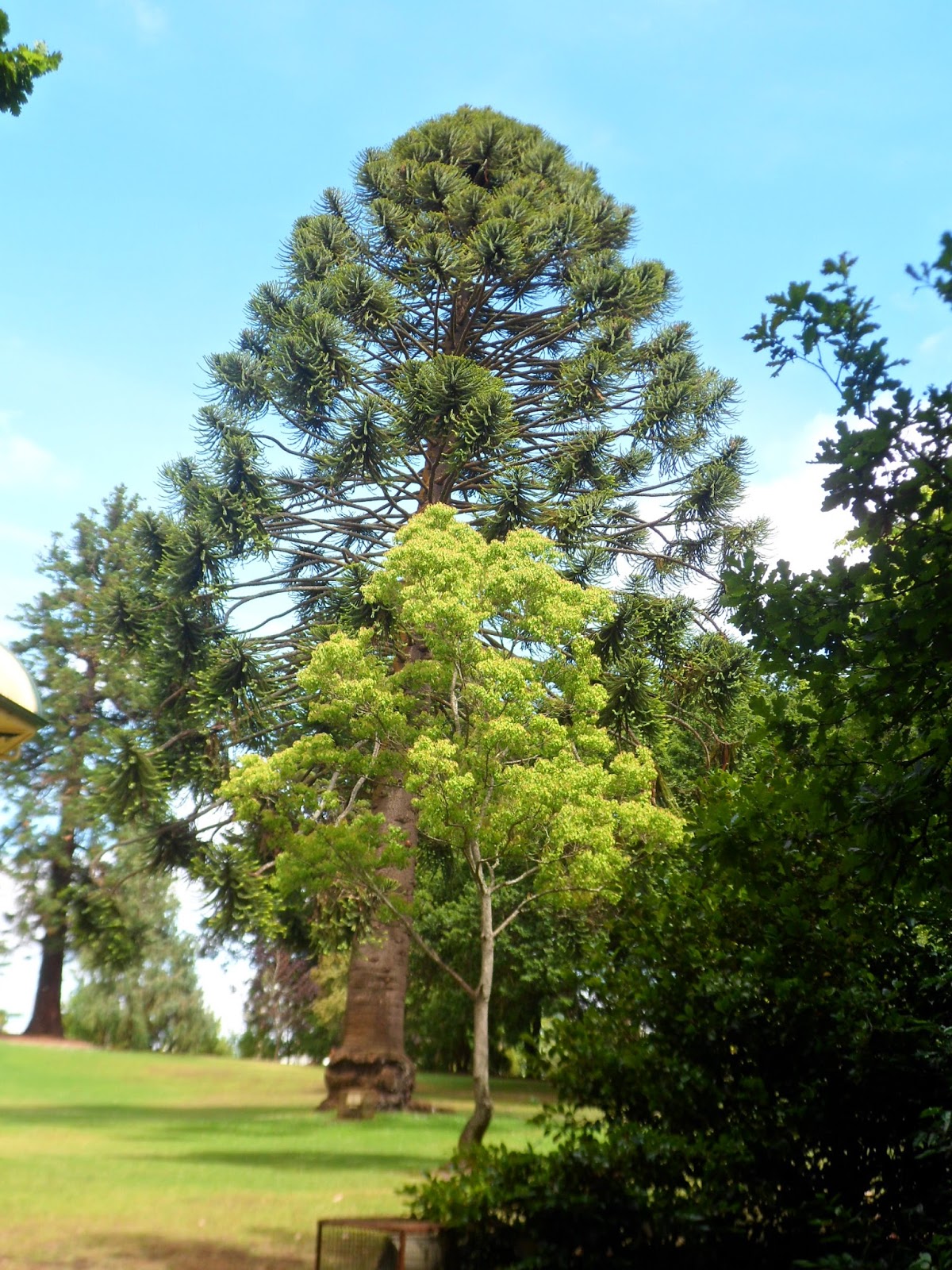 Bwana joen kynästä: Puiden nerokas suunnittelu: ligniini voi korvata ...