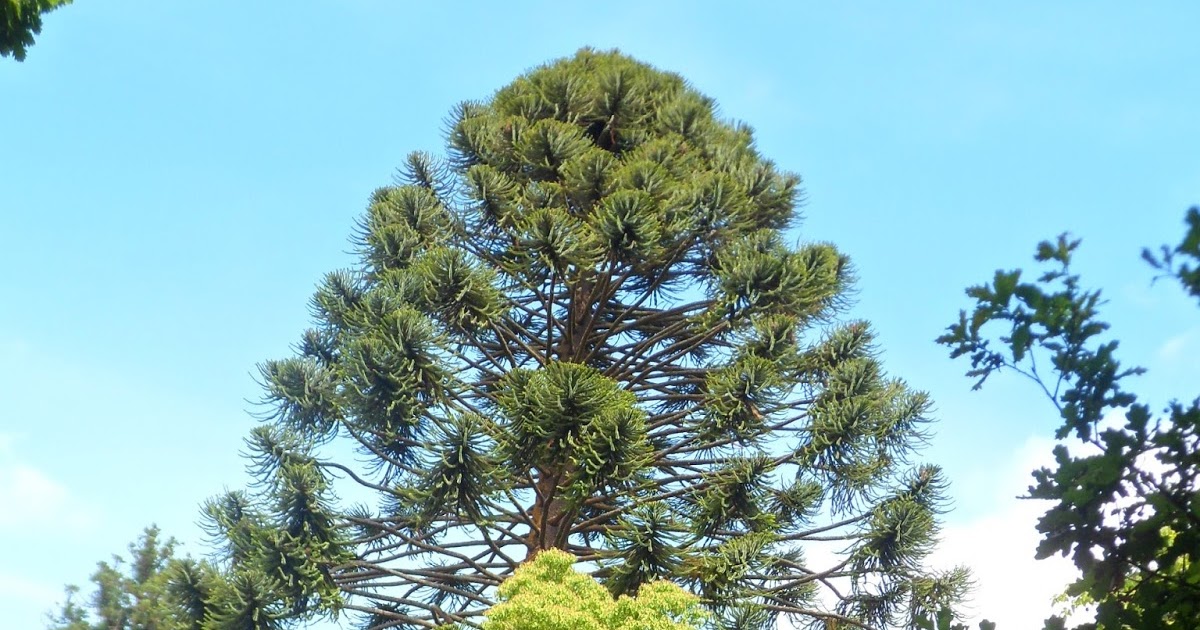 Bwana joen kynästä: Puiden nerokas suunnittelu: ligniini voi korvata ...