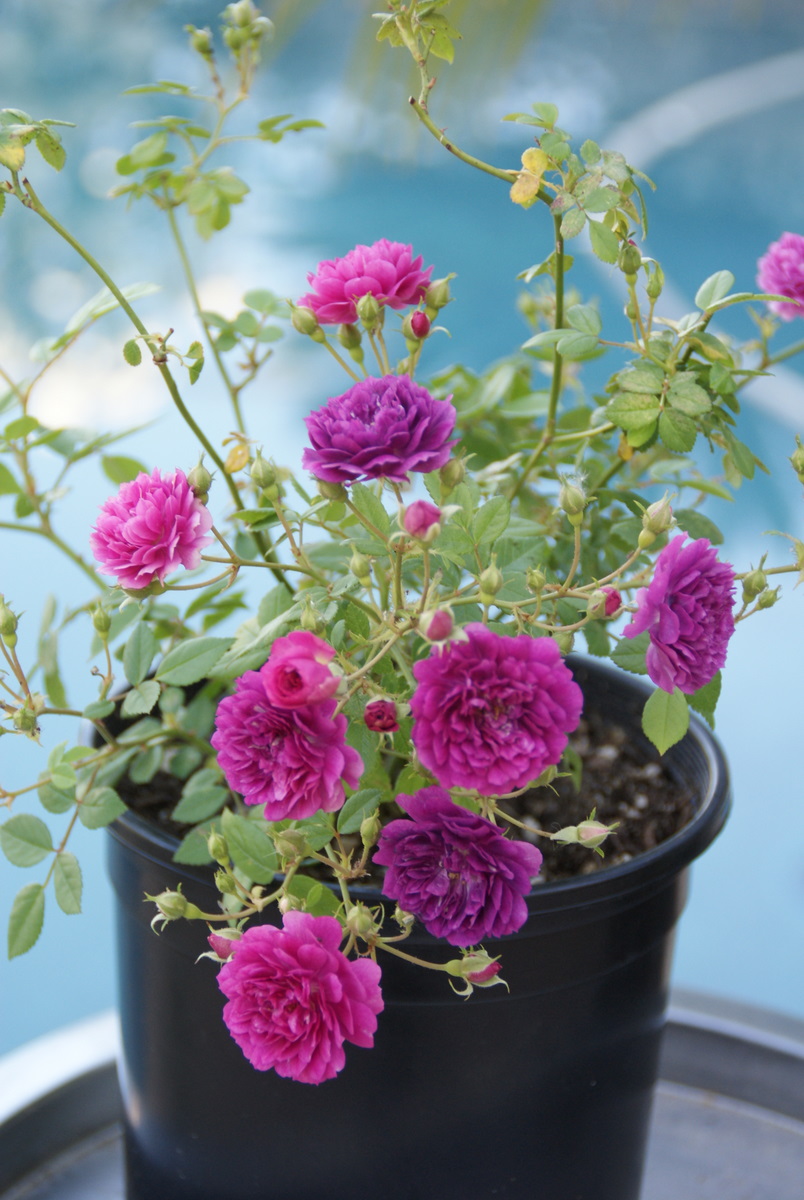 Organic Garden Dreams: April Roses