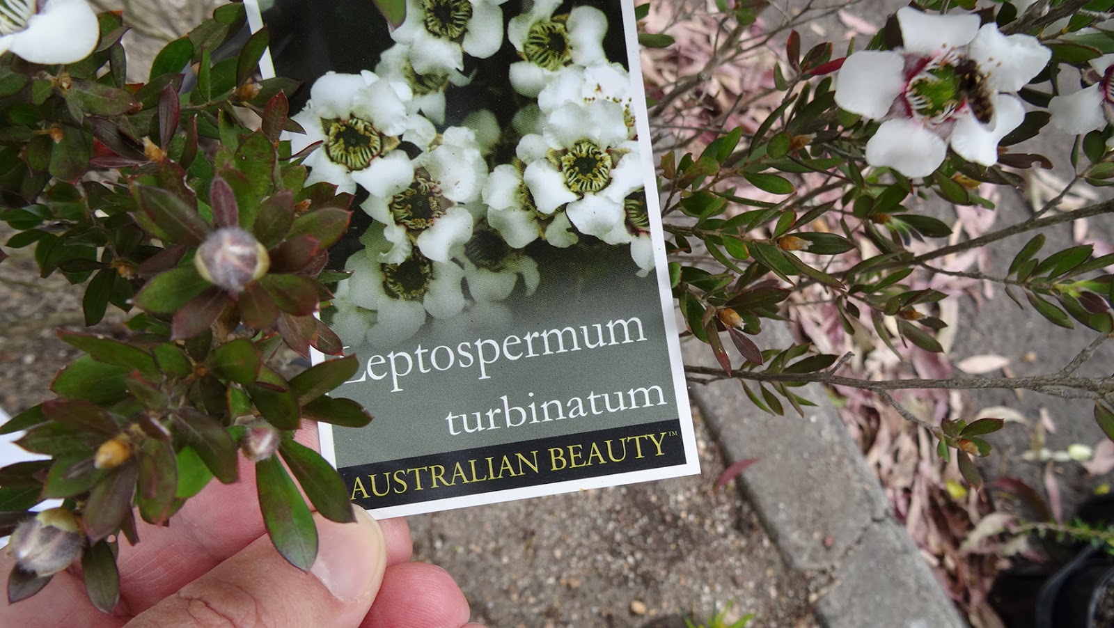 MAP: MELBOURNE STREET TREES 54 - SHINY TEA-TREE