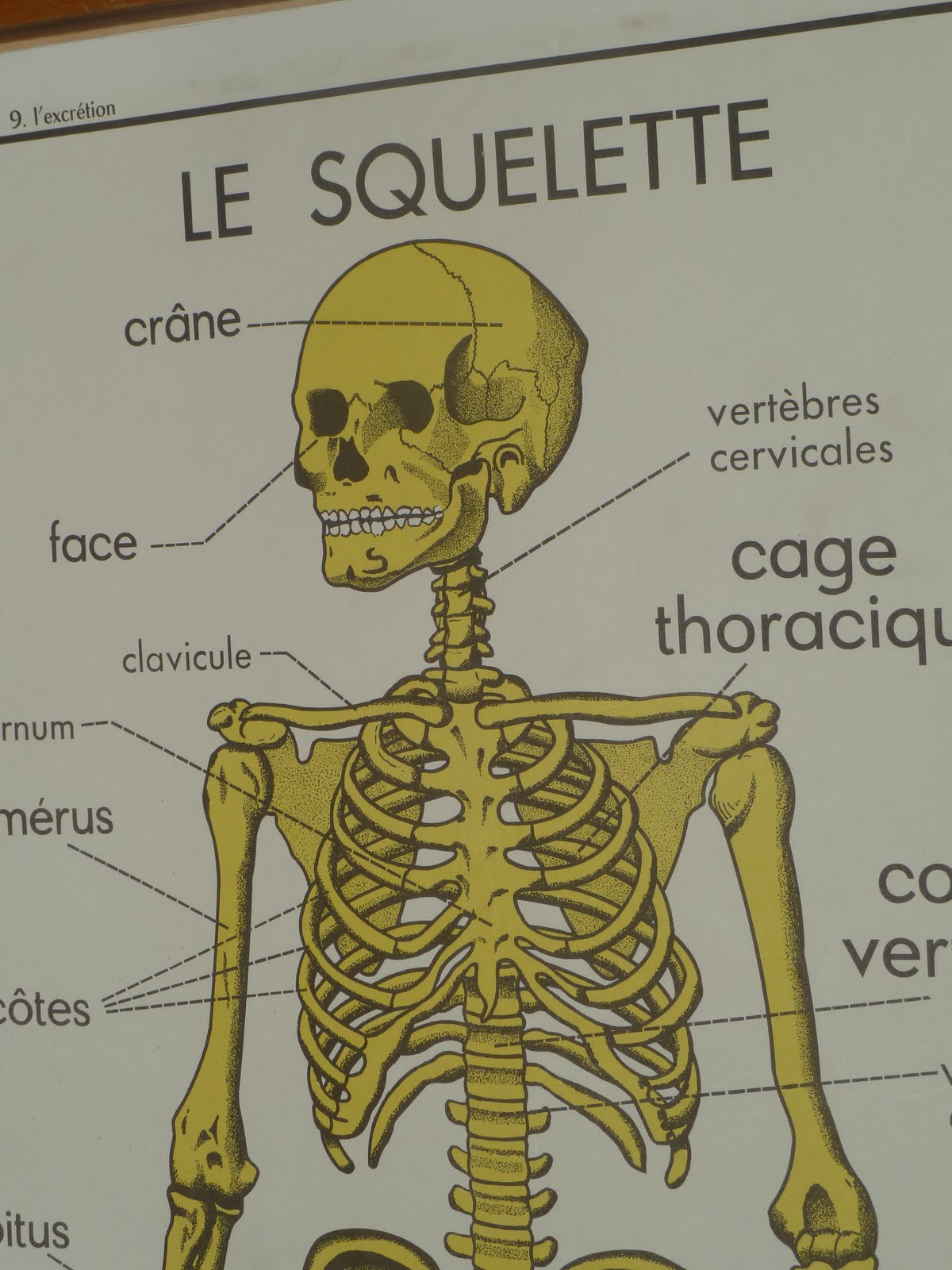 Ecole FMR 1000 Affiches scolaires: Le squelette et les Os humain ...