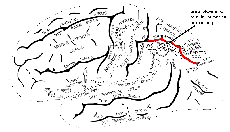 MIND: Quantitative literacy and mathematics disorder