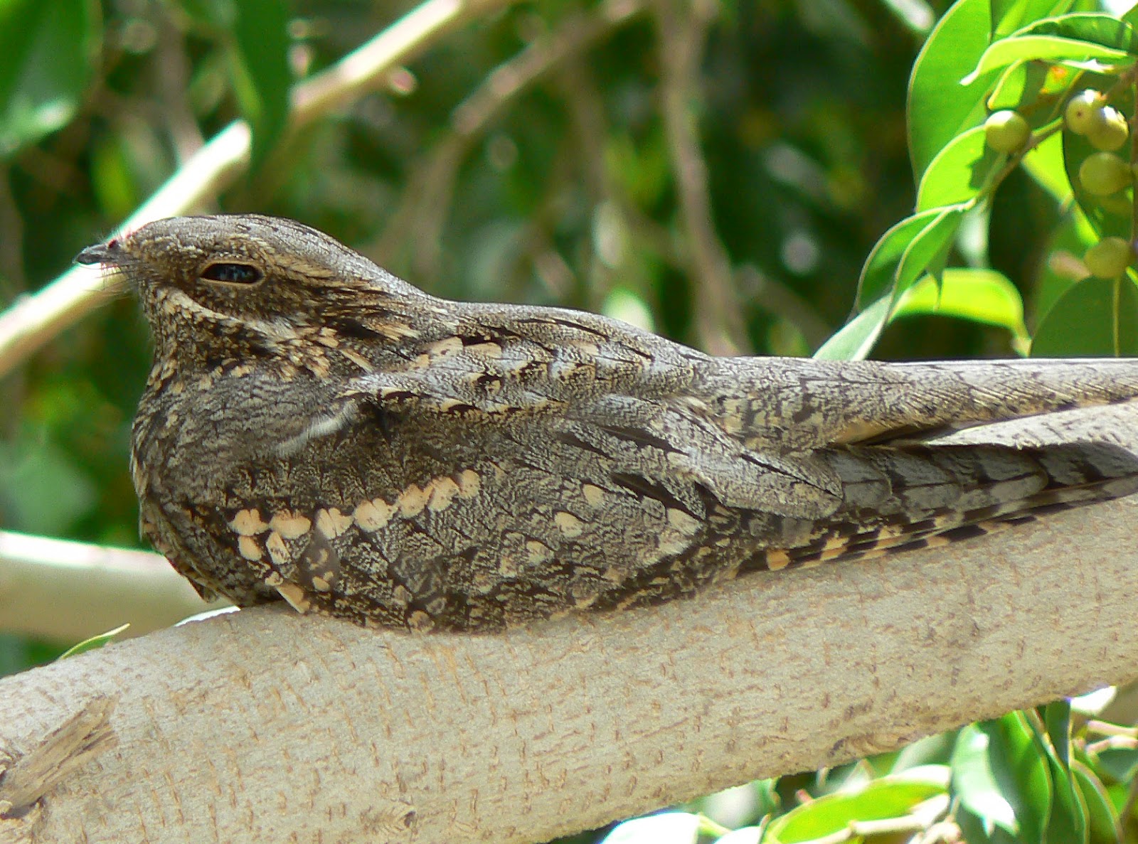 An Englishman Abroad: Birdwatching in Oman