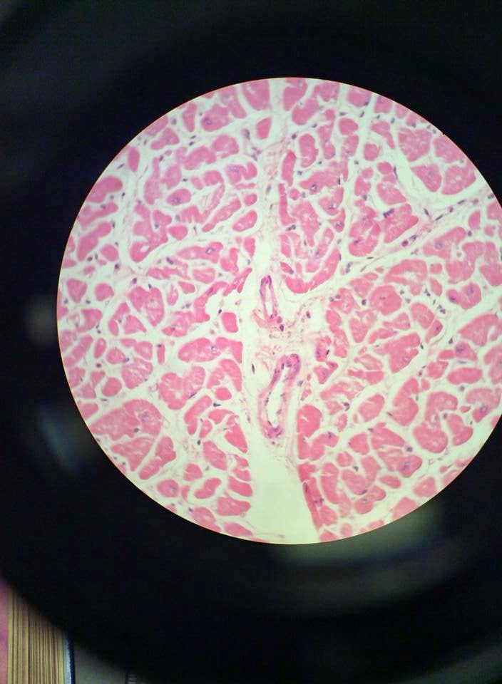Elementos anatomohistológicos : Vasos sanguíneos