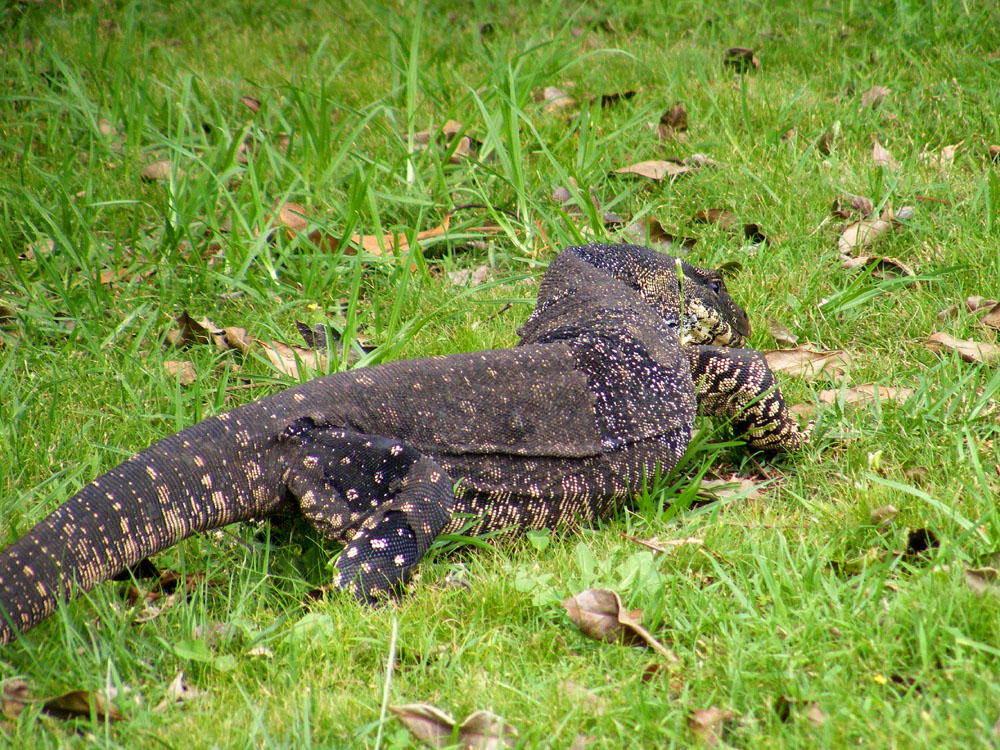 Days on the Claise: Lace Monitor