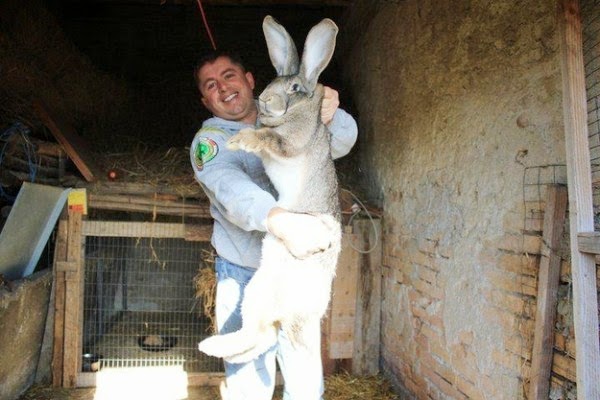 NidoKidos Official Blog: [nidokidos] Worlds Largest Rabbit Breed ...