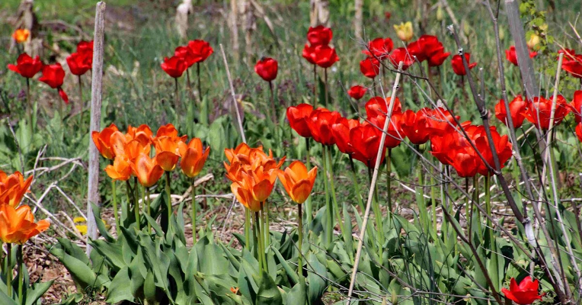 Avalonia eTrails: GNCE tackles the wild asparagus of Dodge Paddock