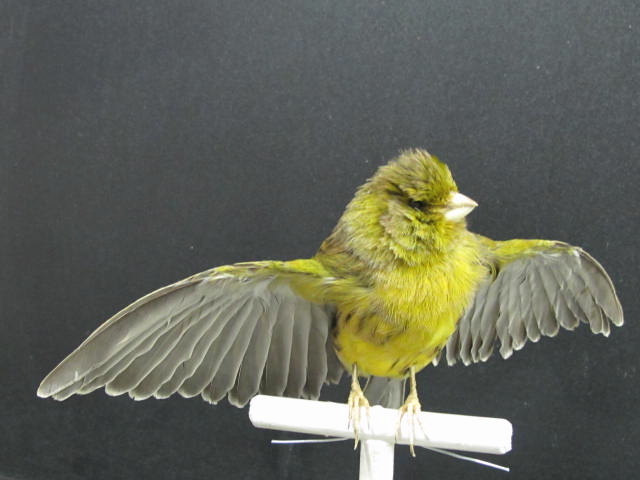Pictures Blog: Canary Wings