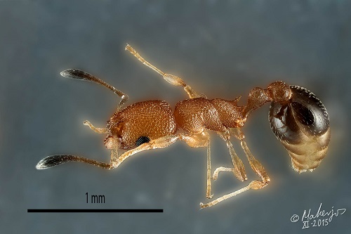 Biodiversidad Costa Granadina y ... (Fauna): Cardiocondyla emeryi