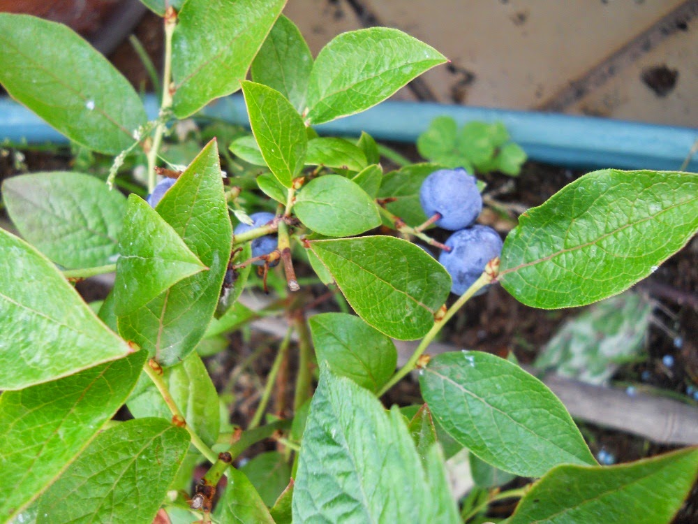 Plantas para hombres: Vaccinium corymborum, arándano azul