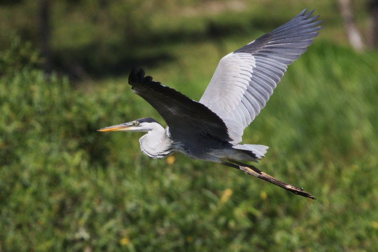 Maguari (Ardea cocoi L.)