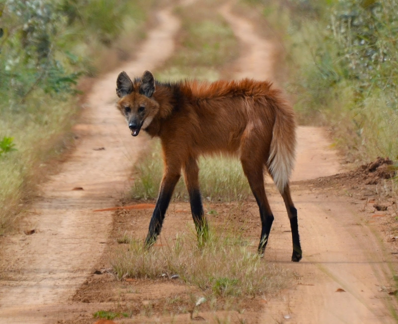 MANED WOLF photos - wallpapers | the fun bank