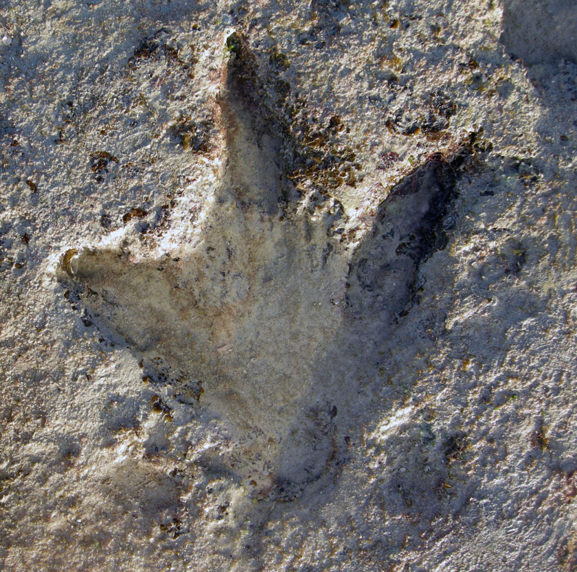 The Great Cretaceous Walk: Keeping Track of Fossil Tracks