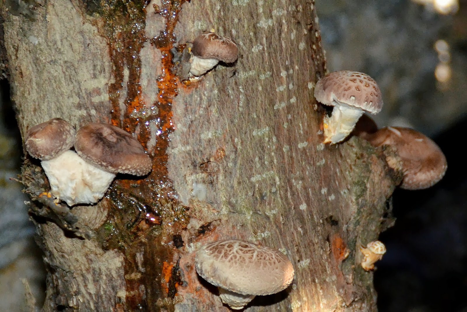 Setas Extremadura : Lentinus Edodes = Lentinula Edodes,( Shiitake)