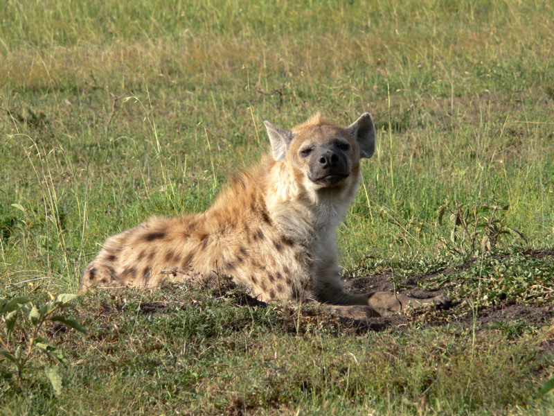 Hyena | The Biggest Animals Kingdom