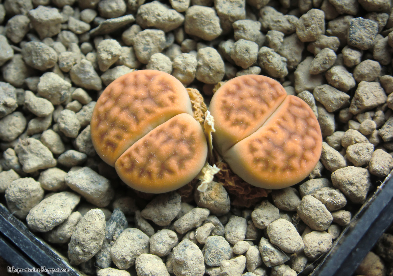Lithops Stories: Growing Lithops, year after year (9 pics)