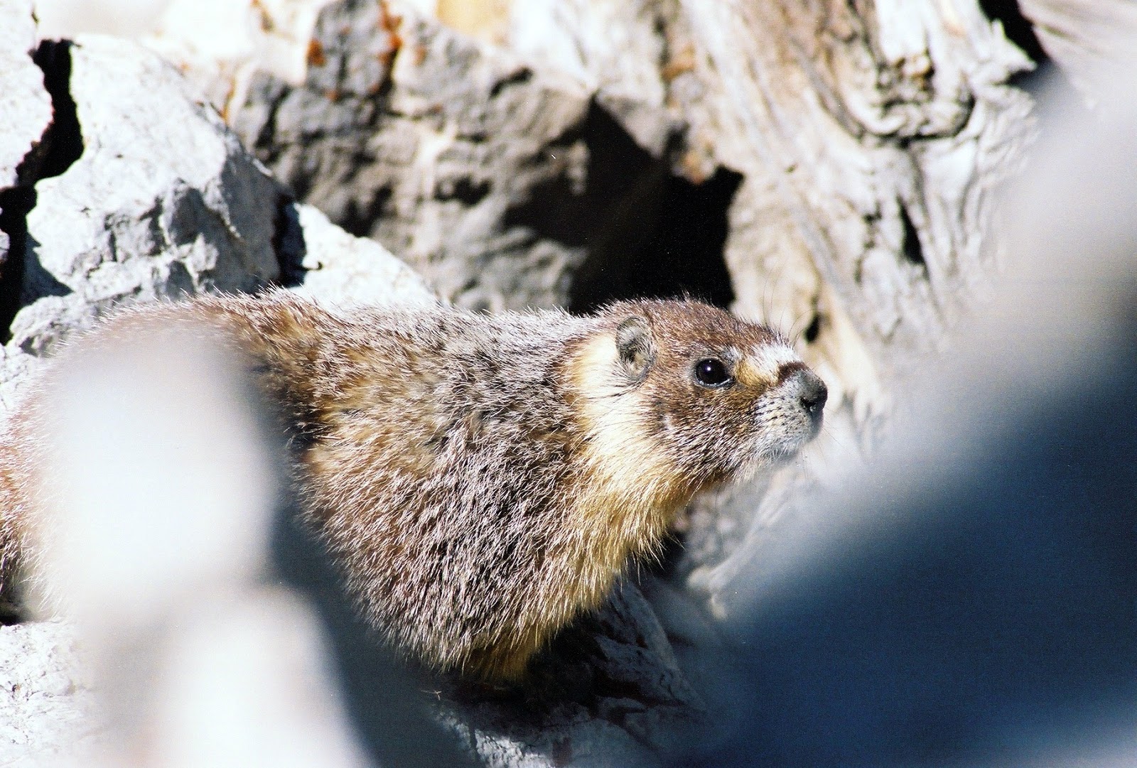Small Mammals of Arkansas | Trails of Arkansas (& now California)