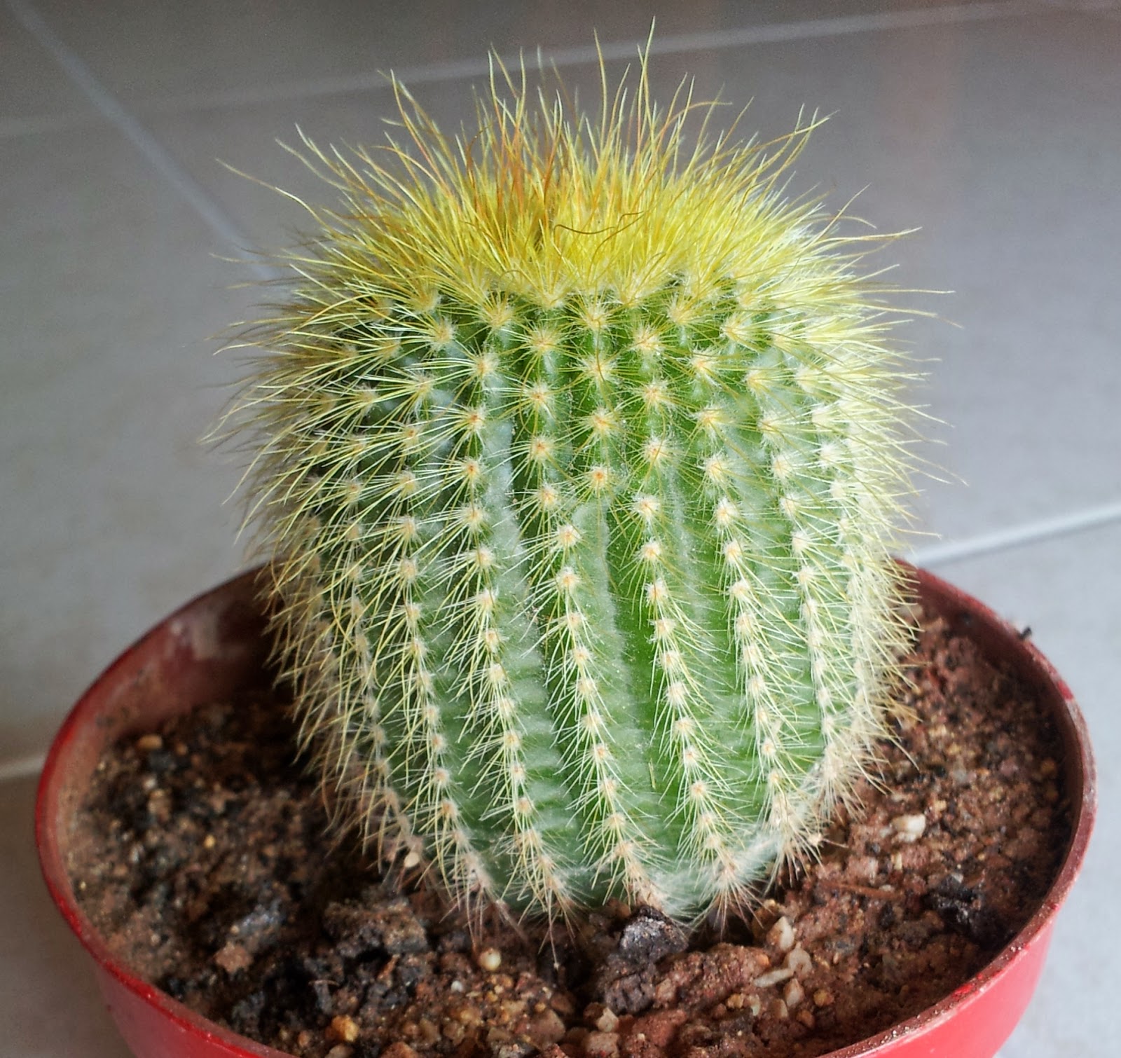 Los cactus de MJ-JA: Notocactus leninghausii