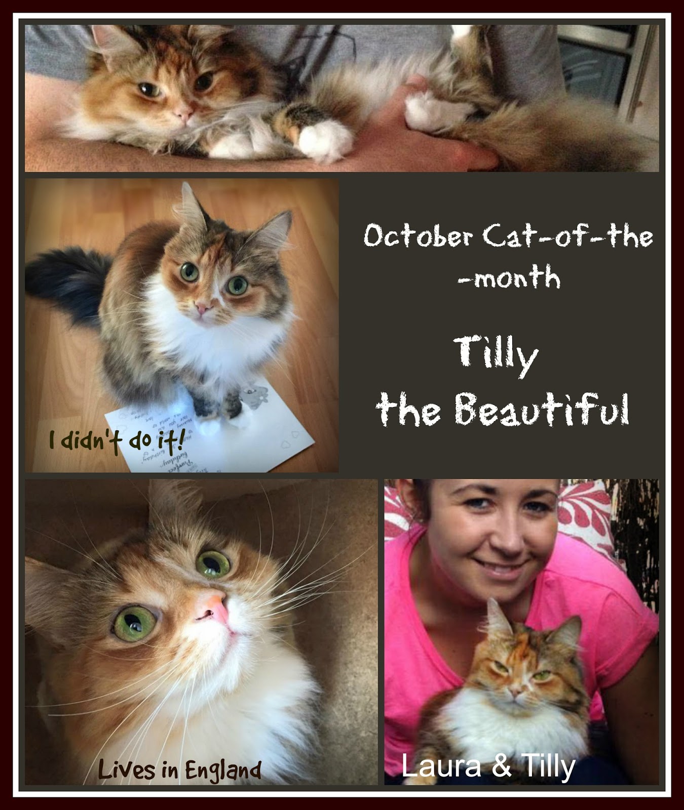 Peaches and Paprika: October Cat-Of-The-Month - Tilly from England