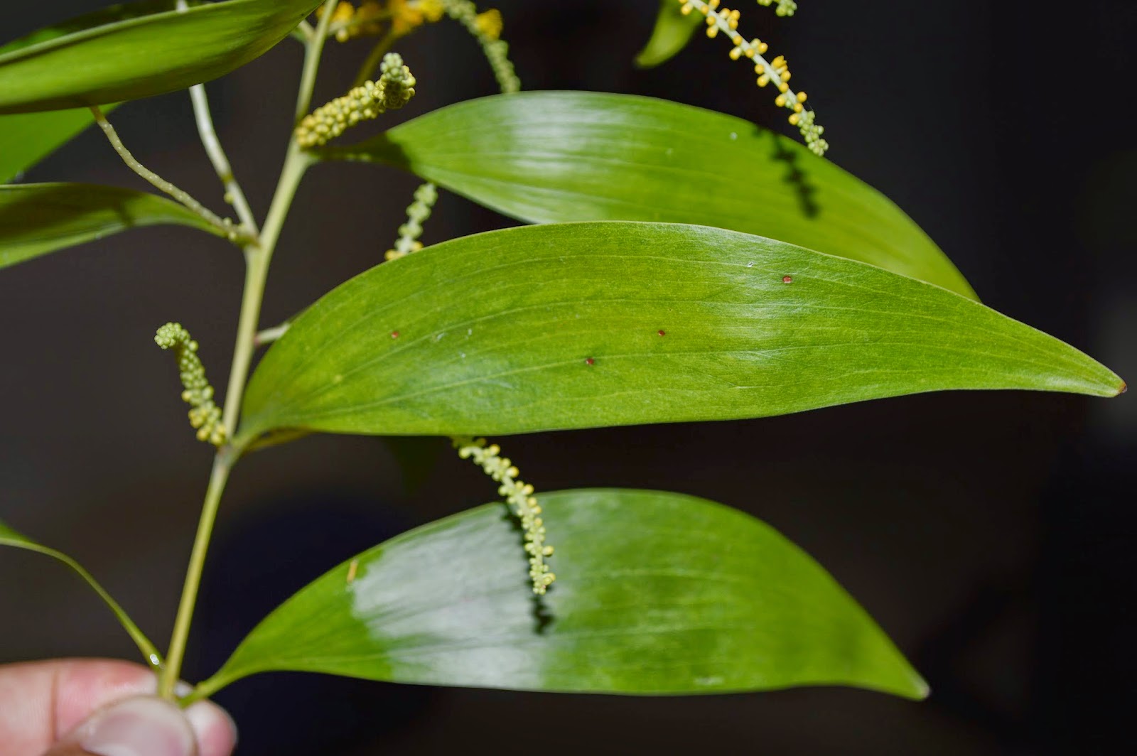 Fabaceae - Leguminosae no Brasil: Acacia