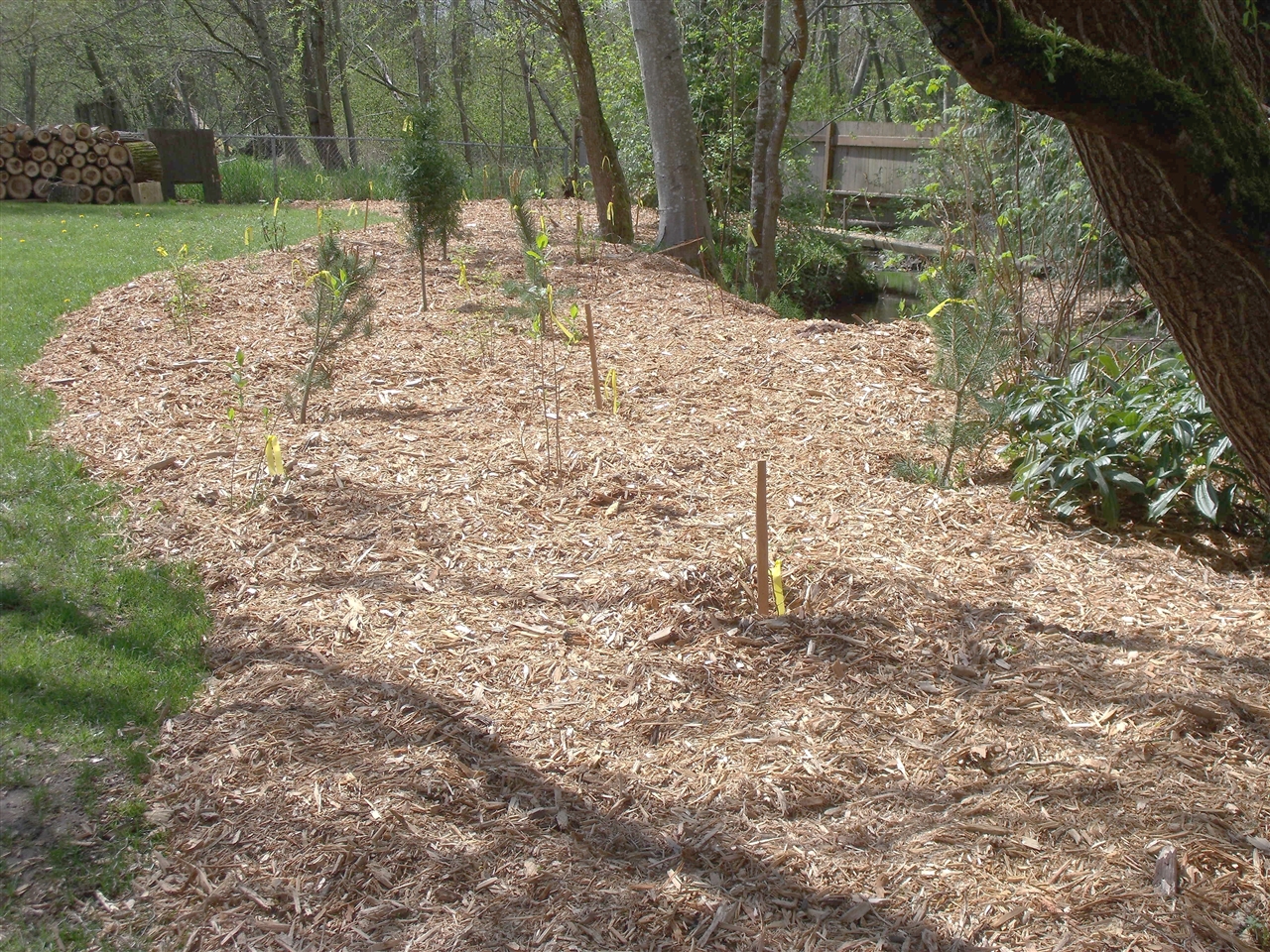 Little Swamp Creek: Streamside planting update