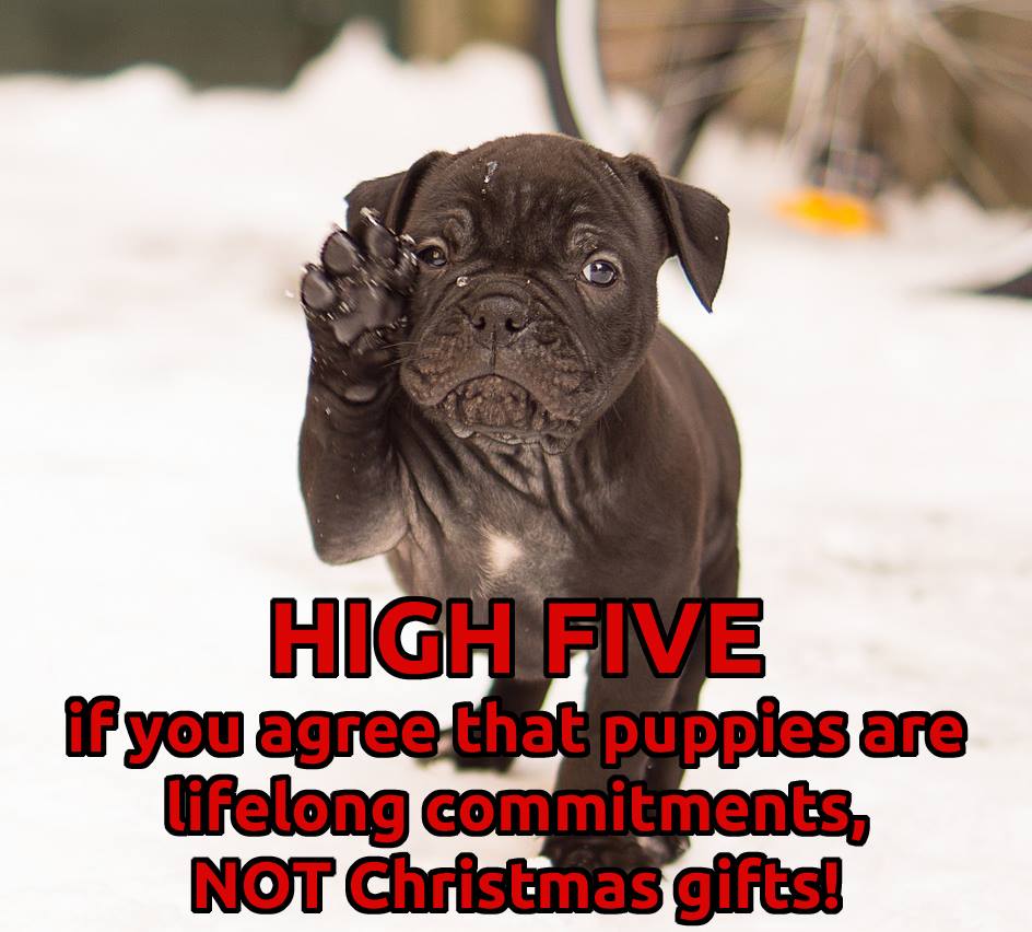 Hundegedichte & mehr / Dog poems & more: Puppies are lifelong commitments