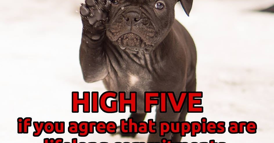 Hundegedichte & mehr / Dog poems & more: Puppies are lifelong commitments