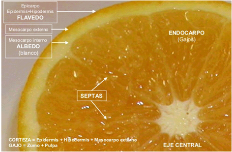 El blog de Jair Beltrán: MORFOLOGÍA Y MADUREZ EN FRUTAS