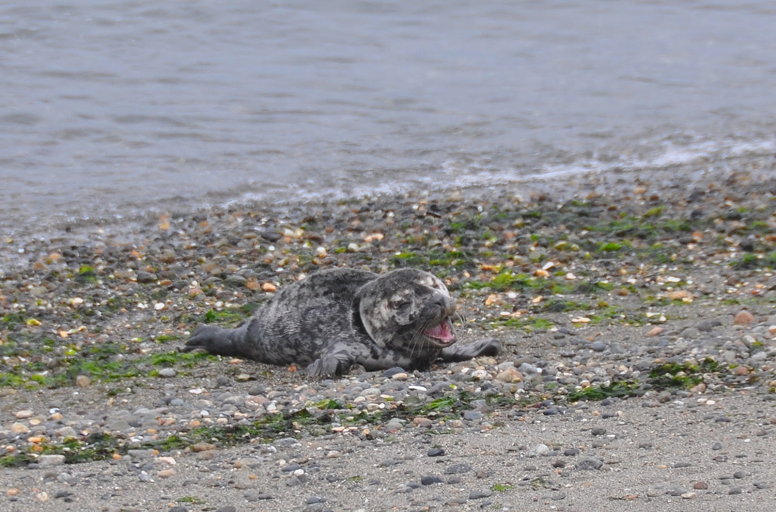 Buzz's Marine Life of Puget Sound: HARBOR SEAL PUPPING SEASON IN FULL SWING