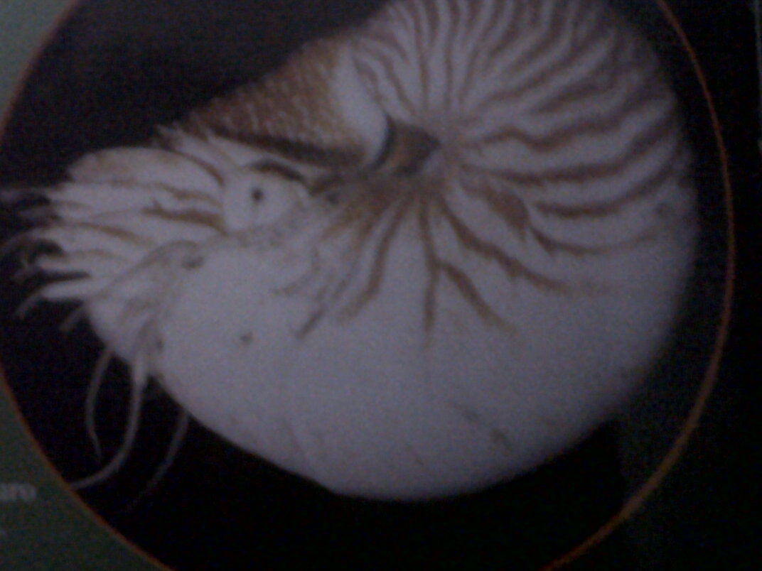 FAUNA E FLORA E OUTROS: " NÁUTILO"