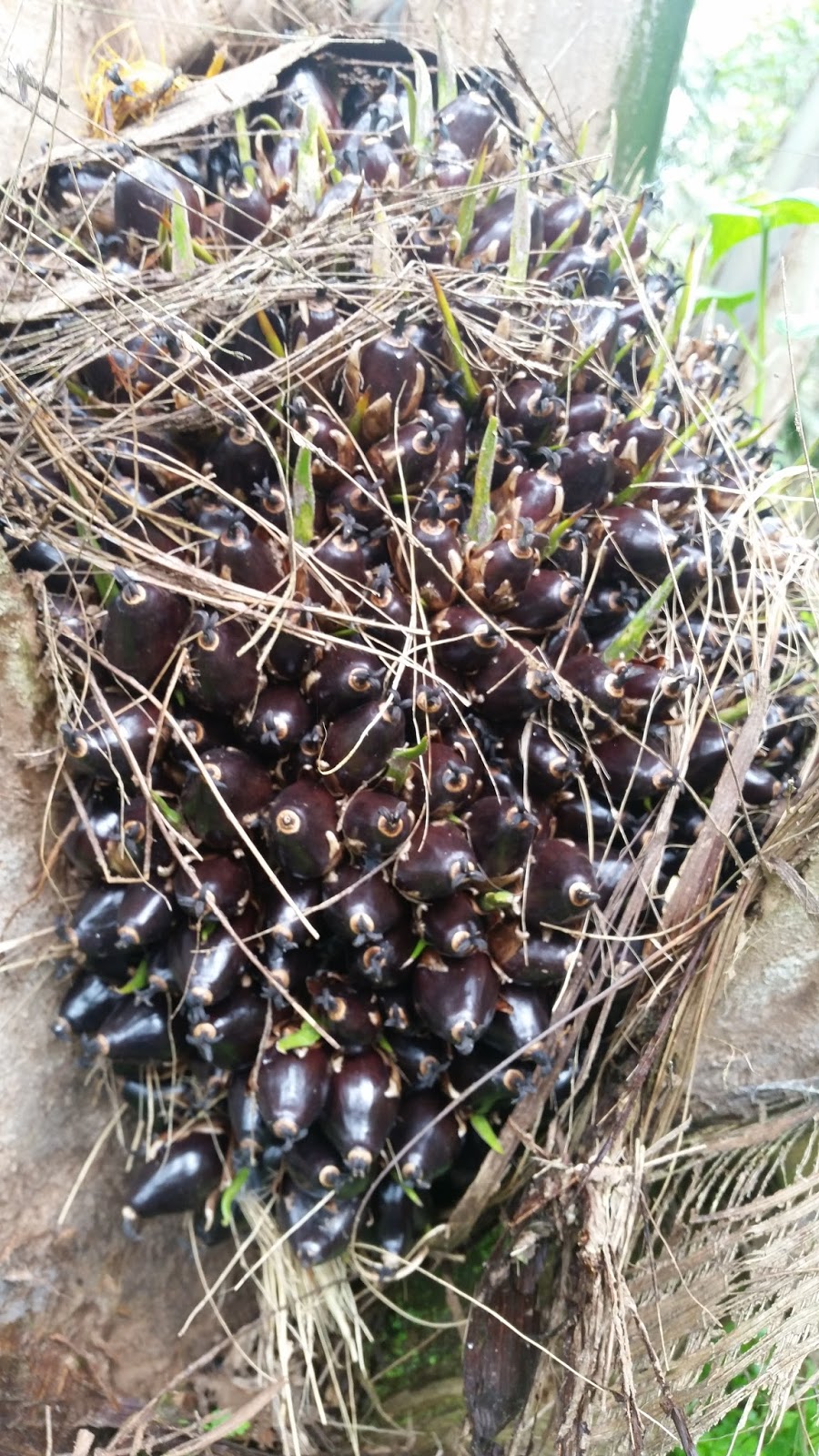 Warisan Petani: Kebun Kelapa Sawit 1.