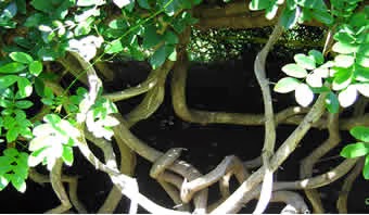 TRAVELS (and more) WITH CECILIA BRAINARD: Cecilia's Recipe: How to Make ...