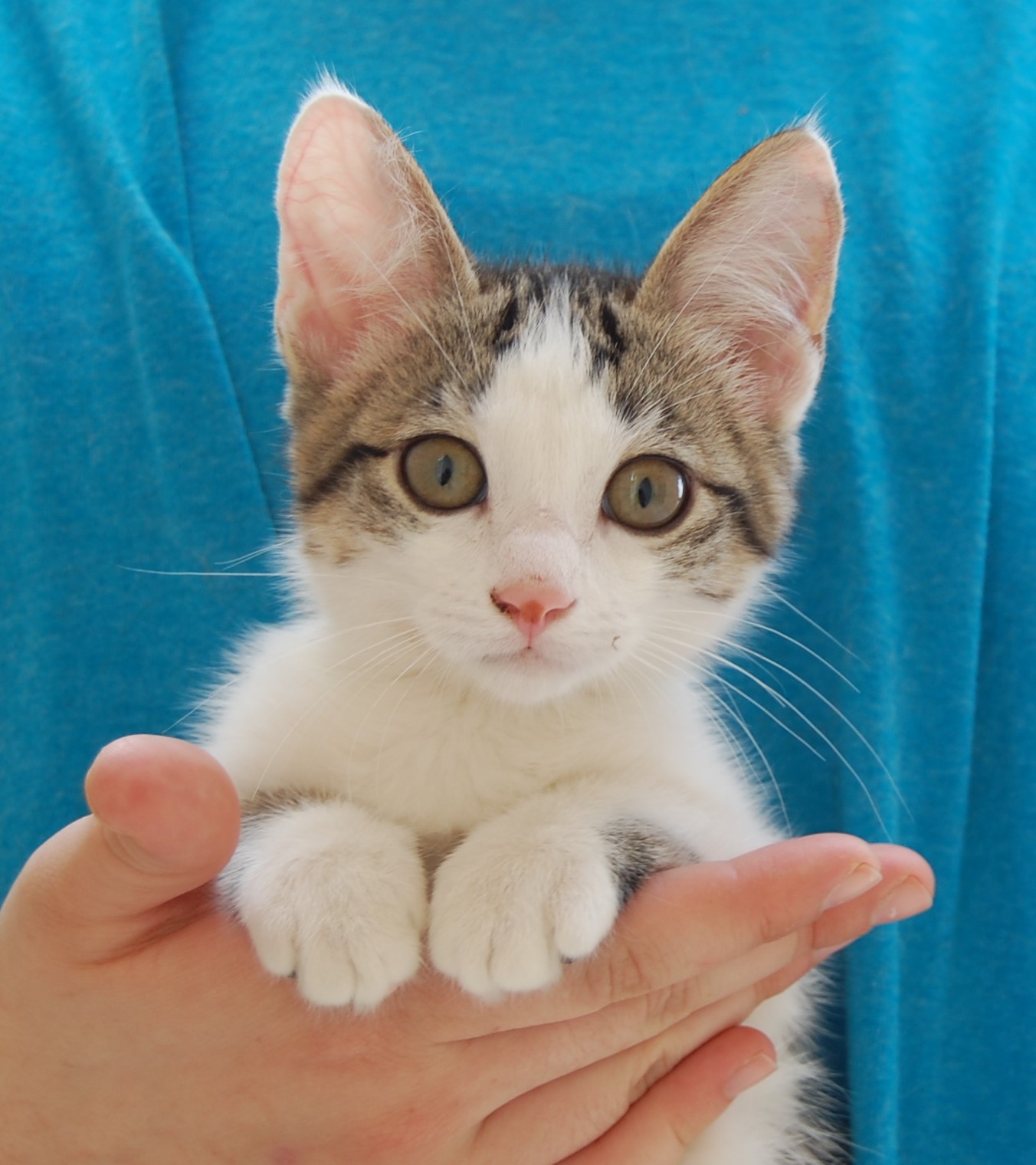 61 rescued kittens needing foster heroes!