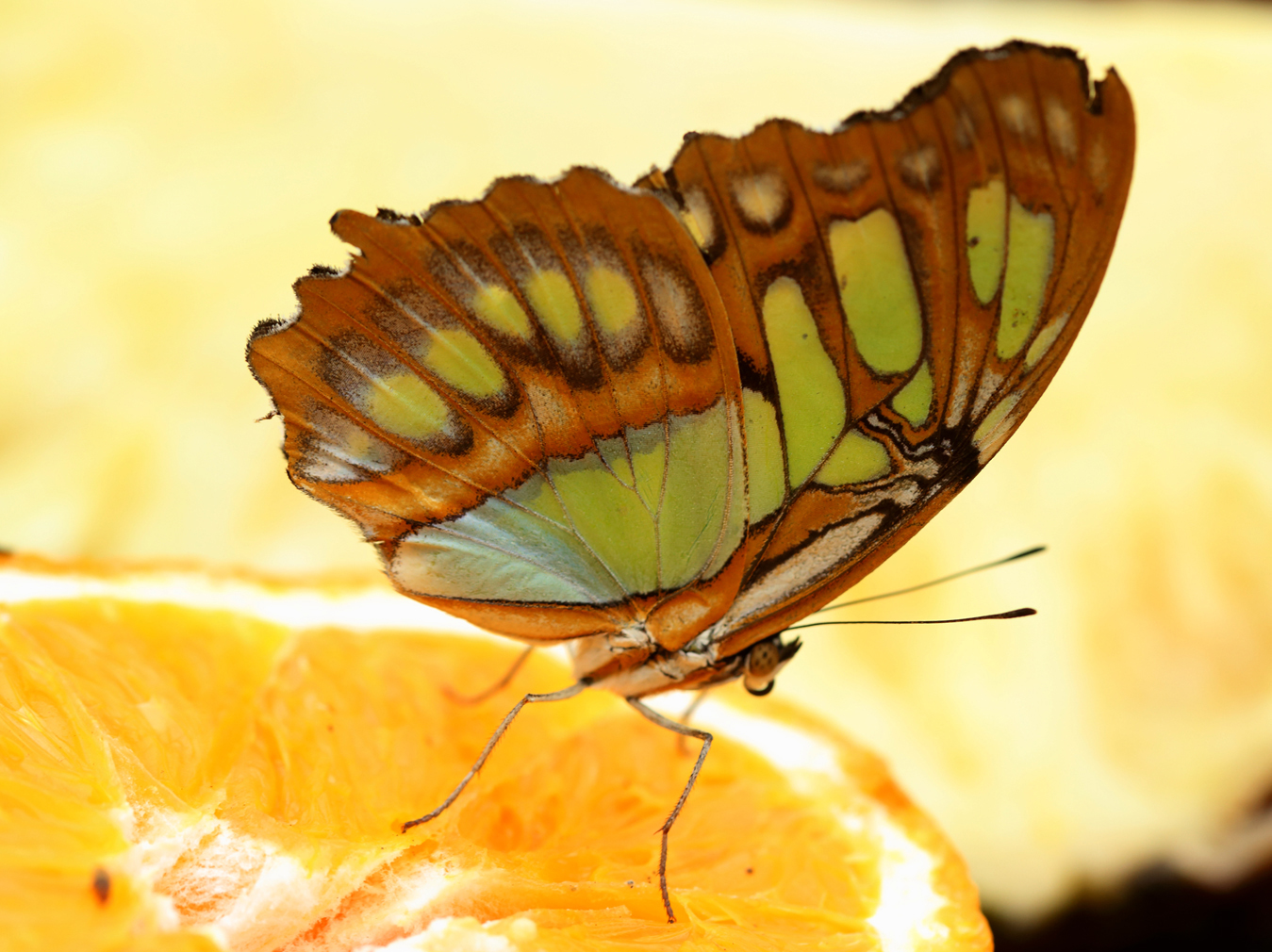 JJ's Photographic nature blog: Butterflies and The Bard.....