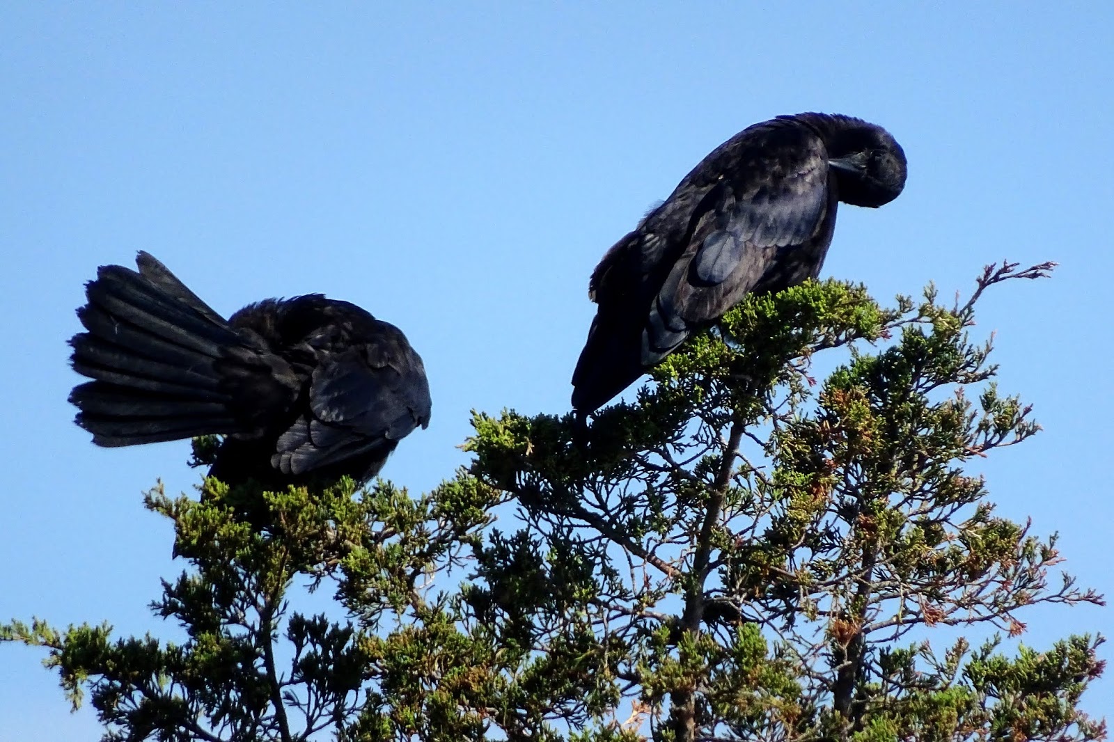 Notes from Halibut Point: Crow Socials