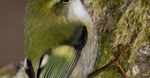 Rifleman bird ~ Awesomeness